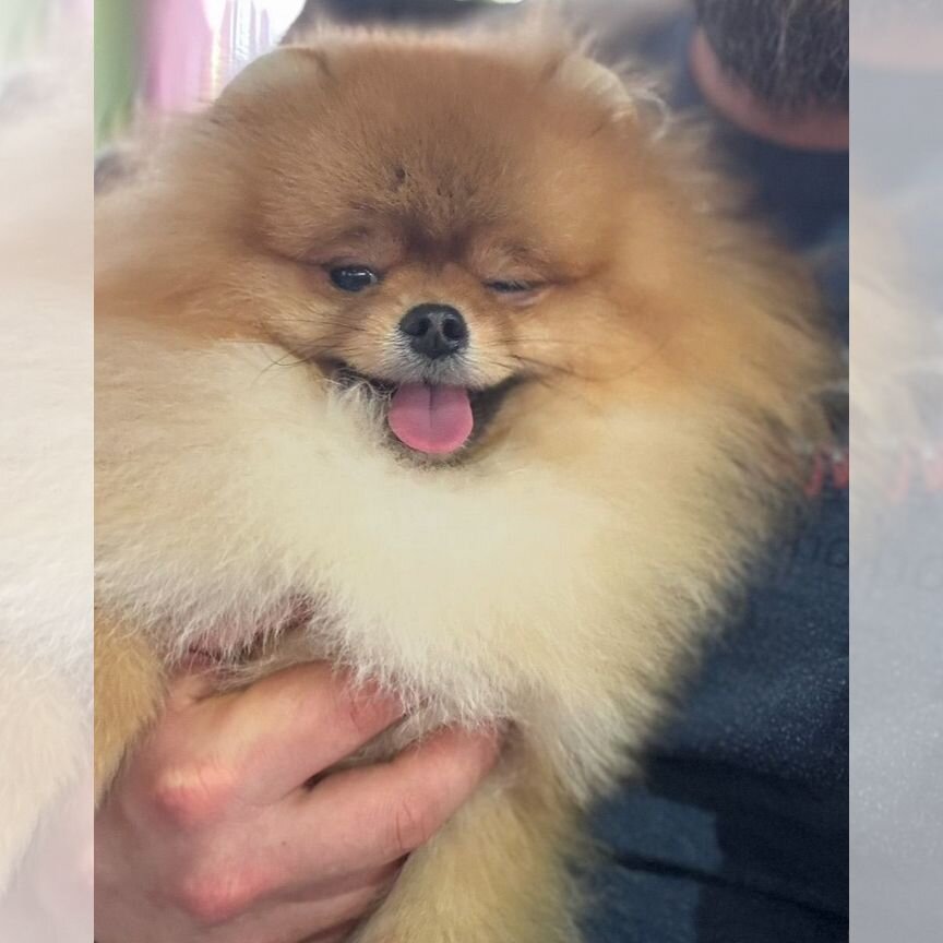 Померанский шпиц, вязка