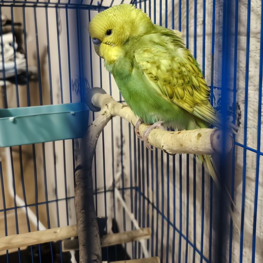 Волнистый попугай ручной с клеткой
