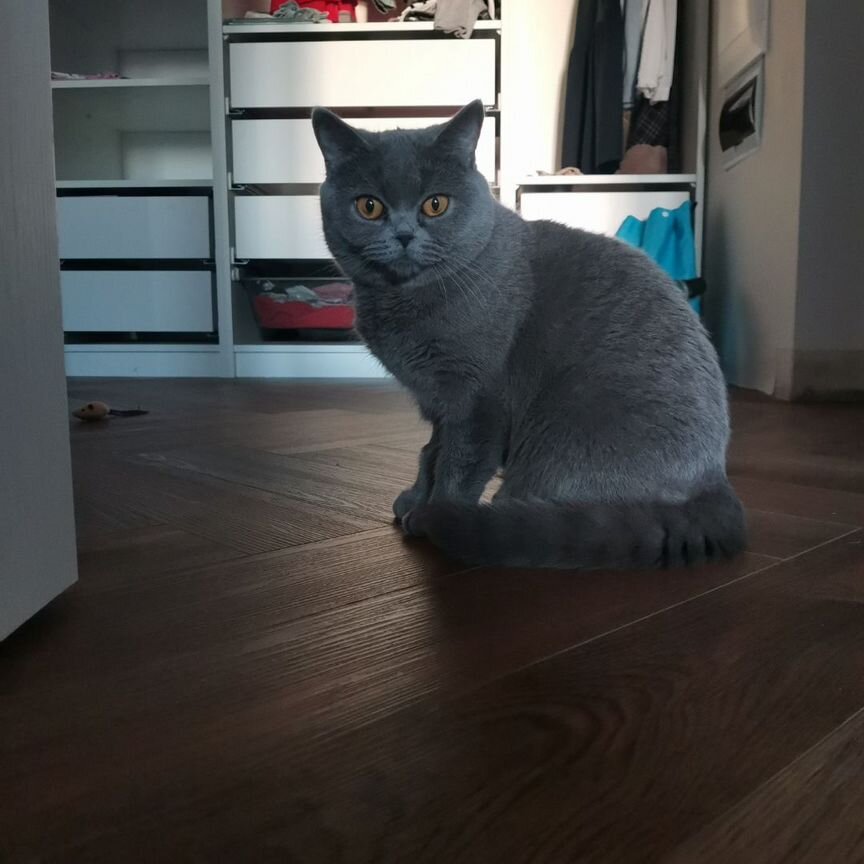 Кошка