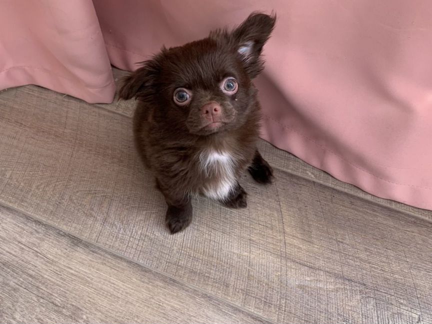 Щенки чихуахуа