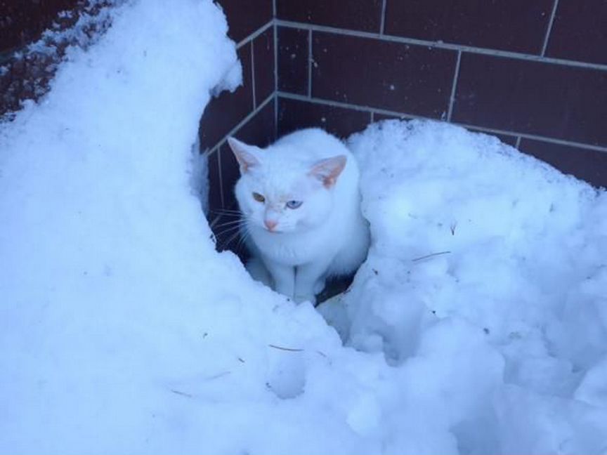 Выкинули домашнюю кошку