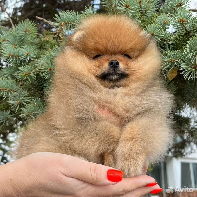 Померанский шпиц мишки меховушки