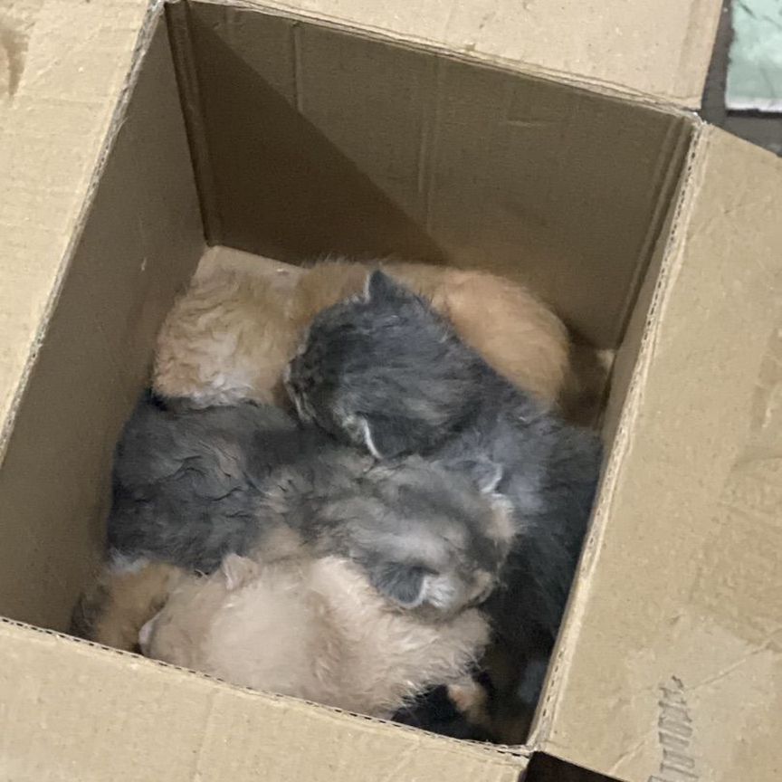 Котята в добрые руки бесплатно