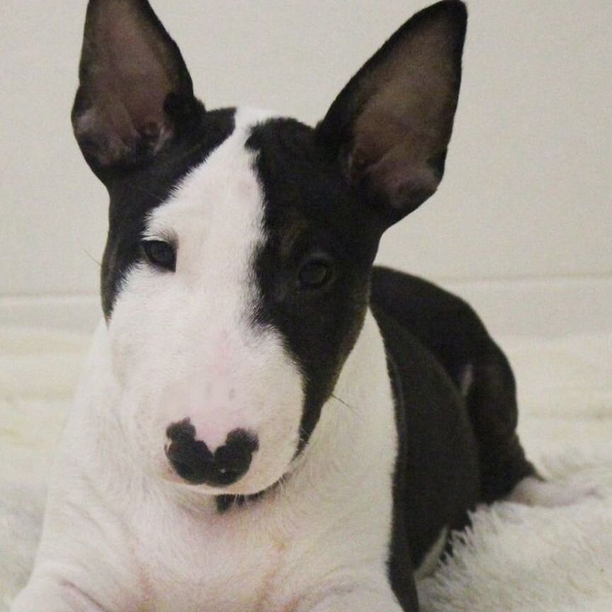 Мальчик миниатюрного бультерьера