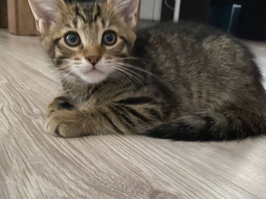 Отдам котят метисов