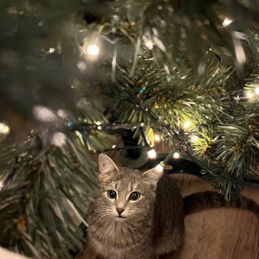 Котенок в добрые руки