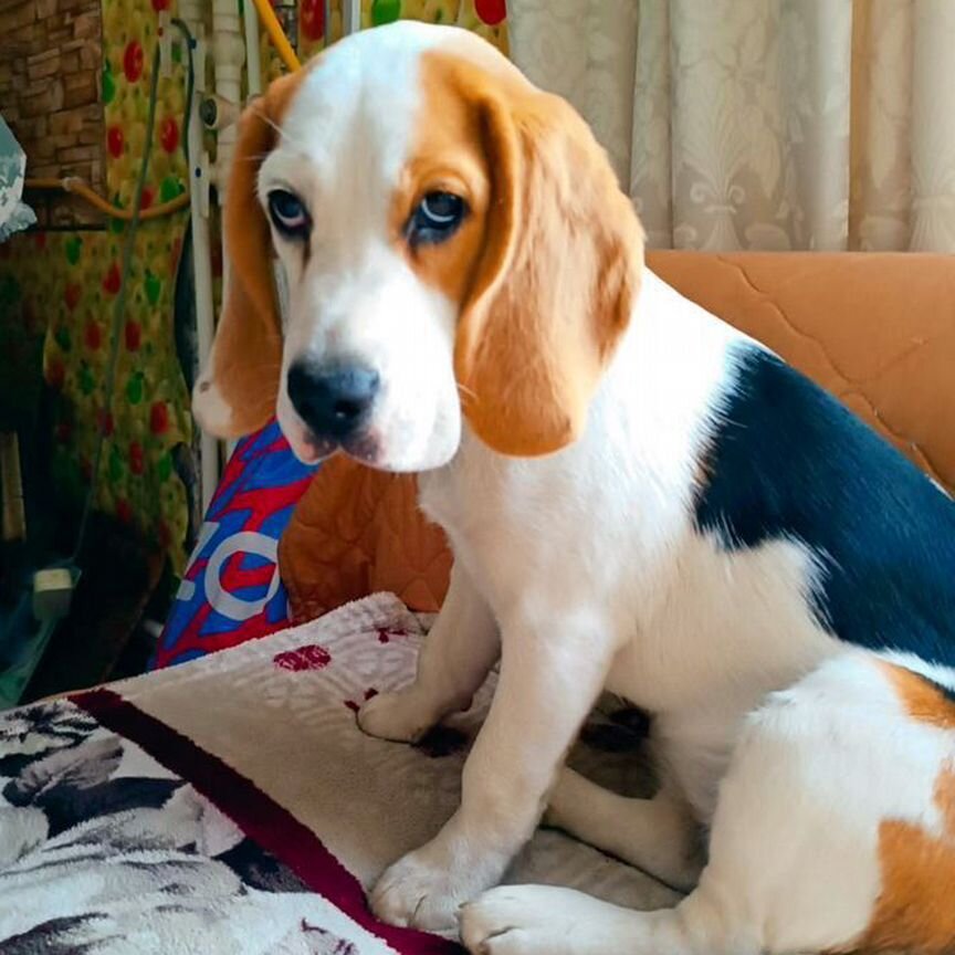 Для нашей Бигли нужен жених