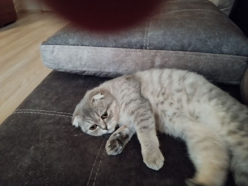 Шотландская вислоухая кошечка