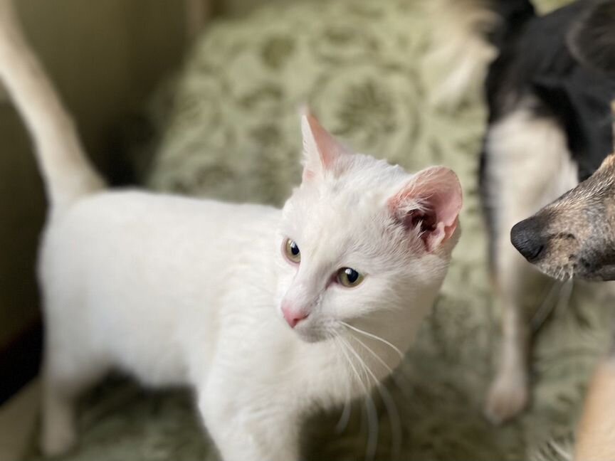 Кот в добрые руки