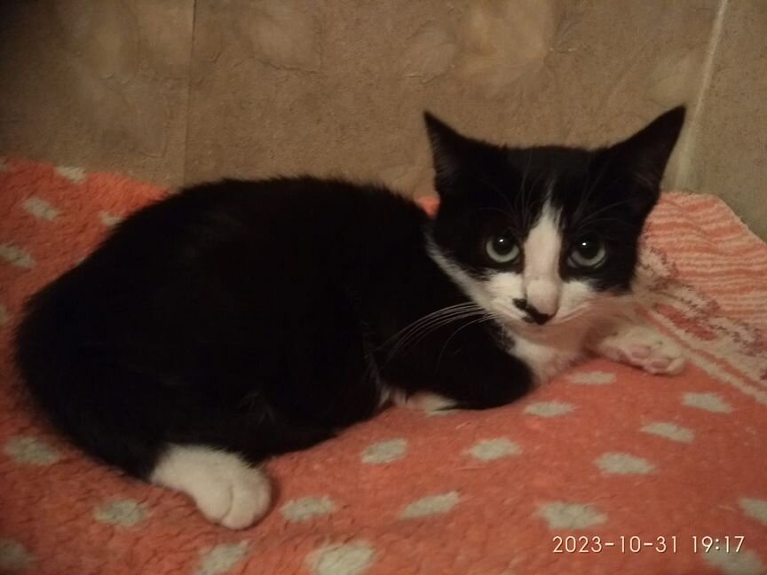 Котика в добрые ручки