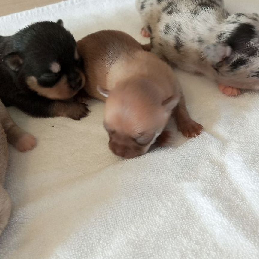 Щенки чихуахуа