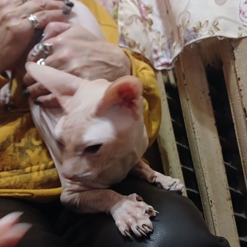 Донской сфинкс котёнок