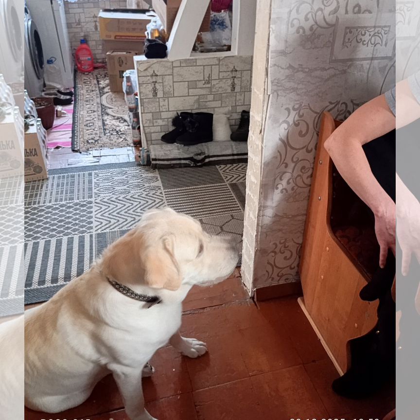 Лабрадор-ретривер, взрослый пёс