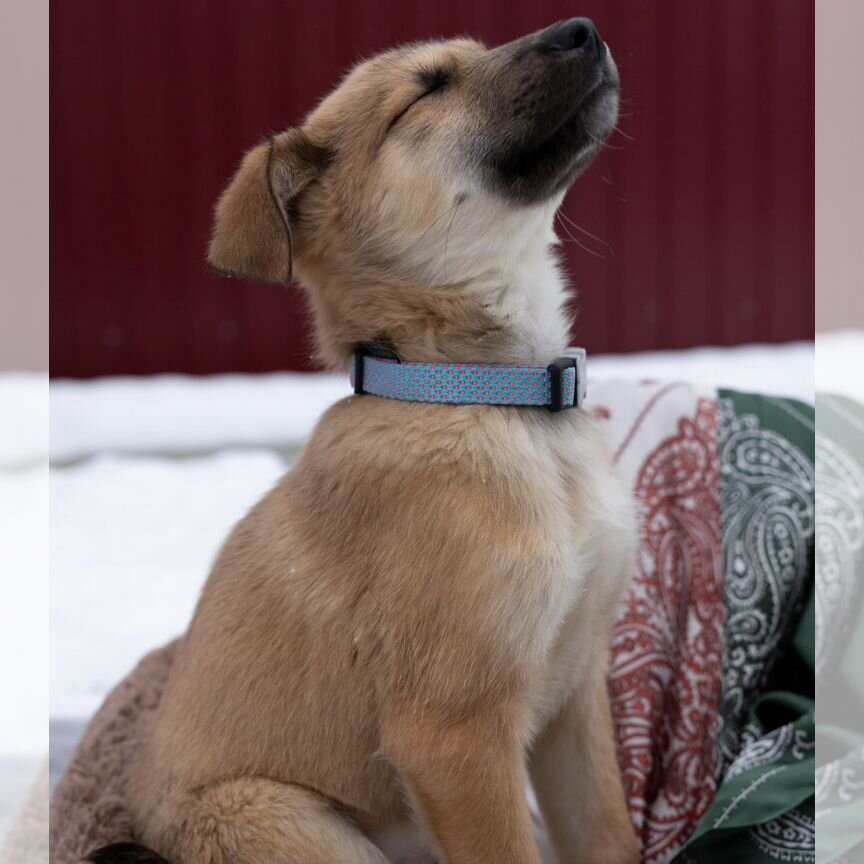 Кангал, щенок