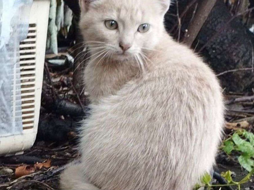 Ищут дом 2 персика