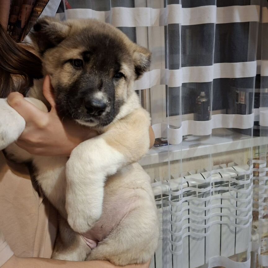 Кавказская овчарка, щенок