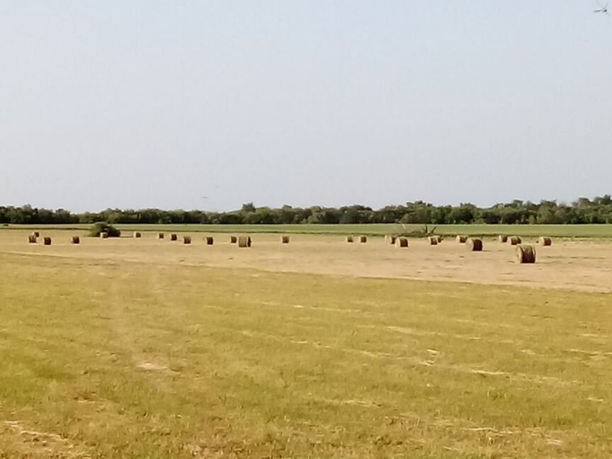Продам сено в рулонах