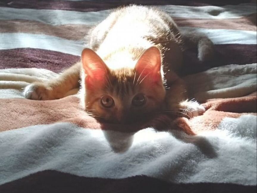 Умный котик в добрые руки