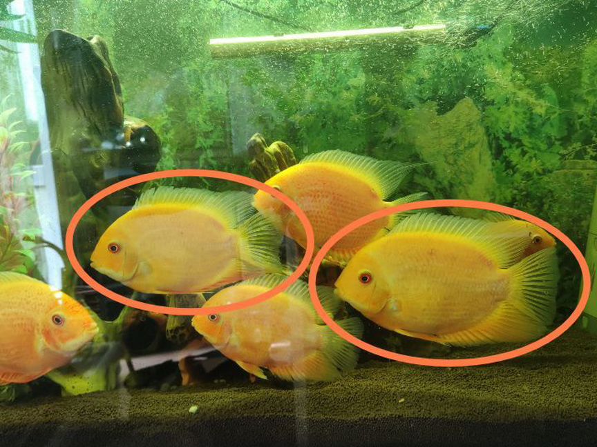 Жёлтые Северумы