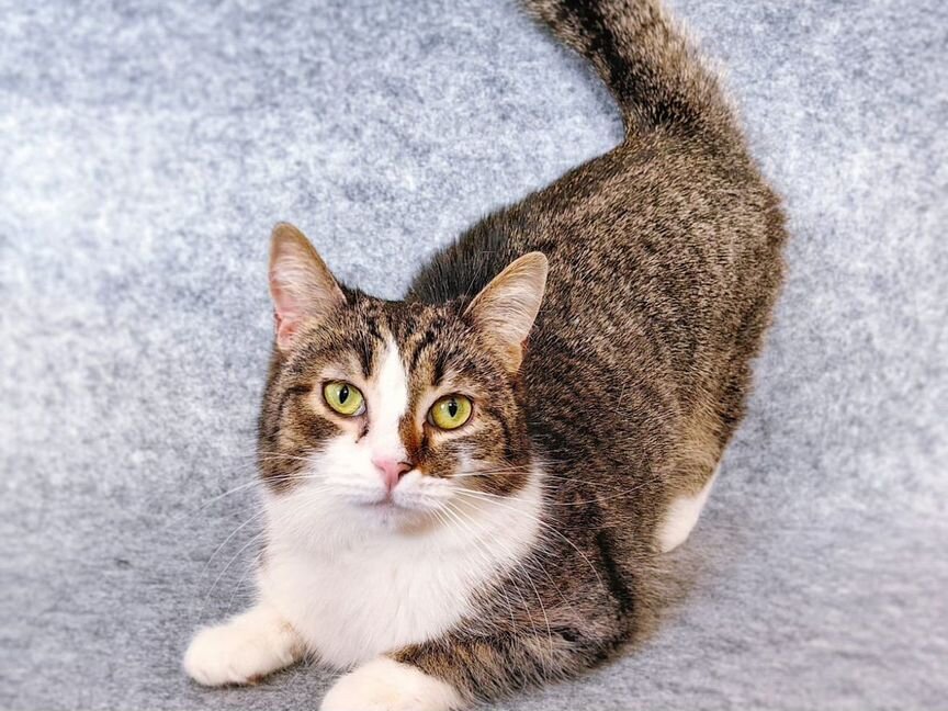 Кошечка Поночка в добрые руки