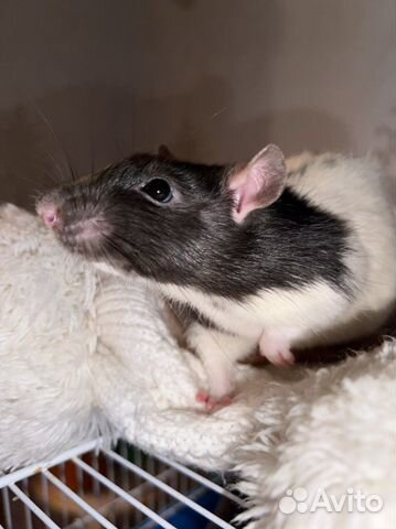 Крыса домашняя