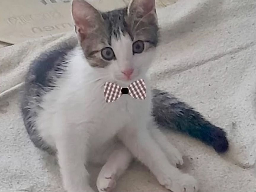 Котенок