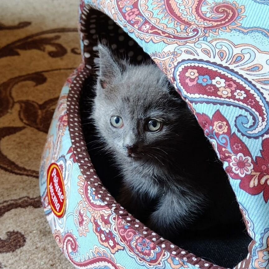 Котенок