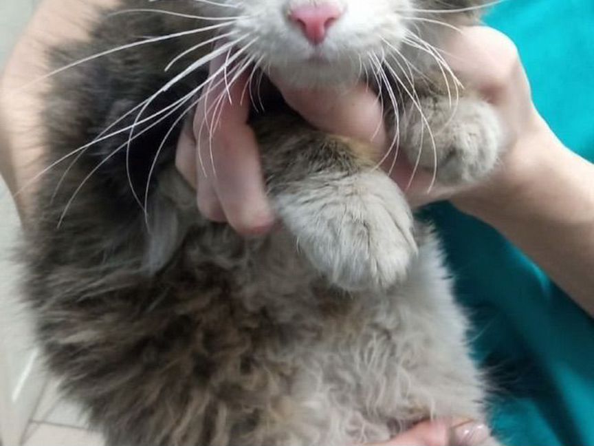 Котик сибиряк