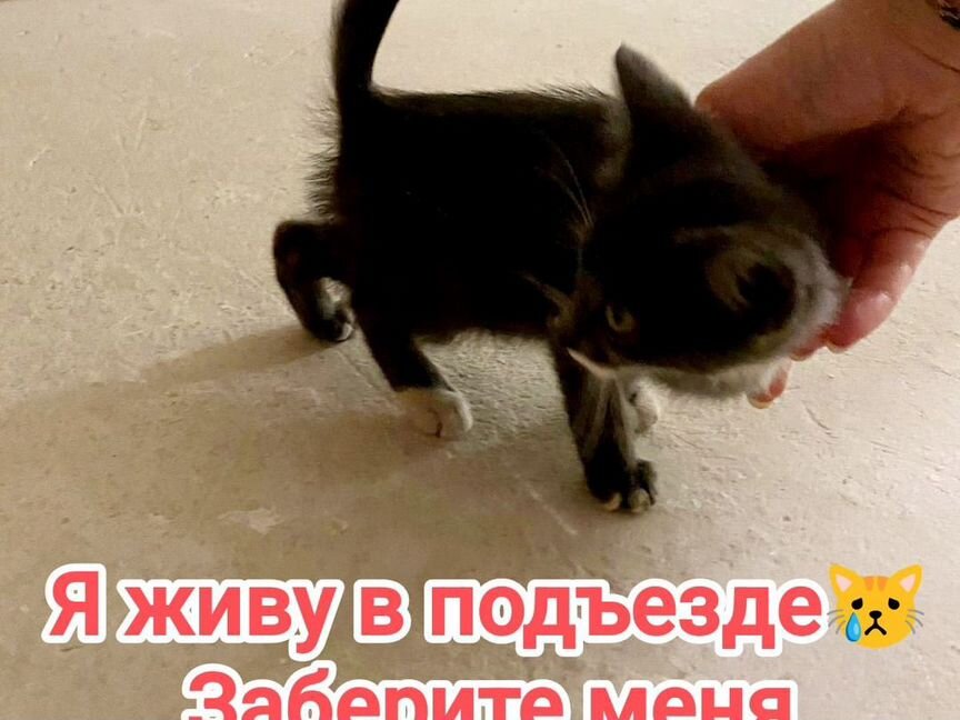 Маленького котеночка ждет улица