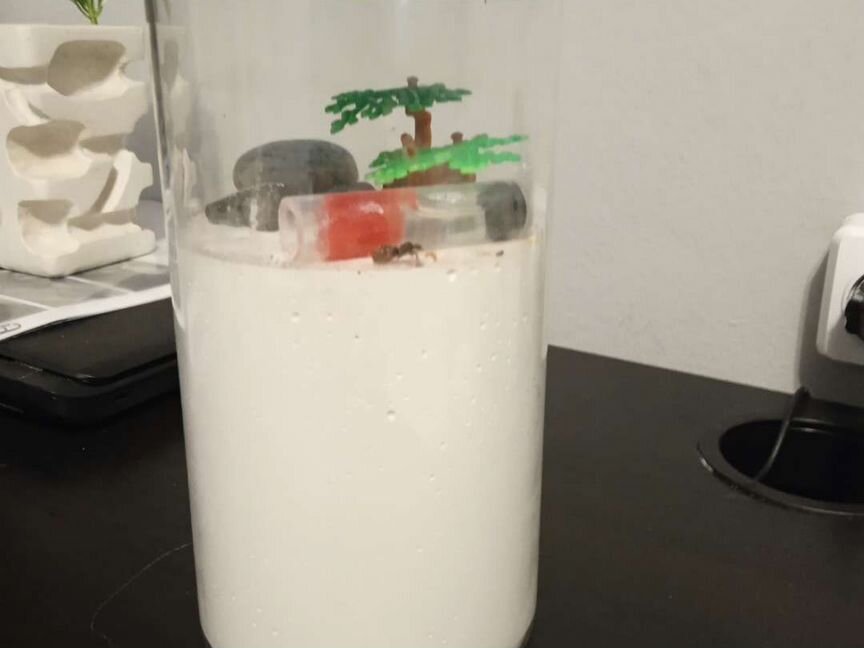 Муравьиный домик - формикарий