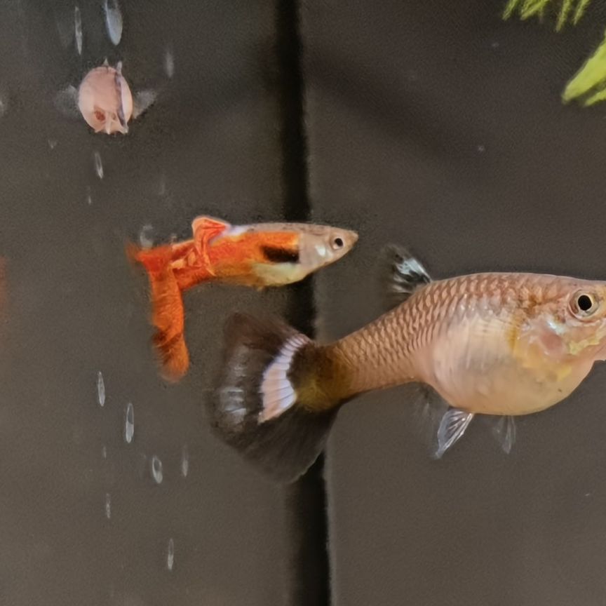 Мальки гуппи в добрые руки