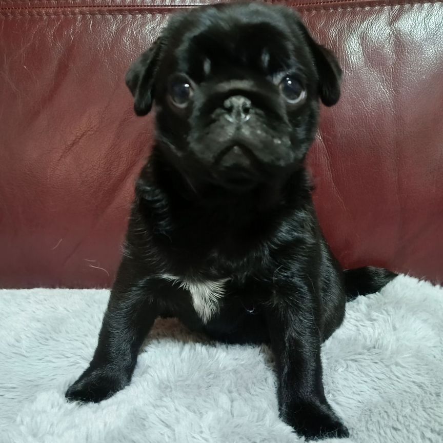 Мопс, щенок