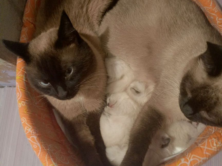 Тайские котята