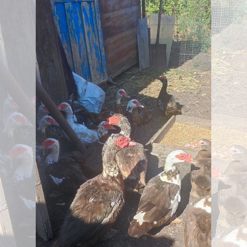 Мускусные утки и селезни (шипуны)