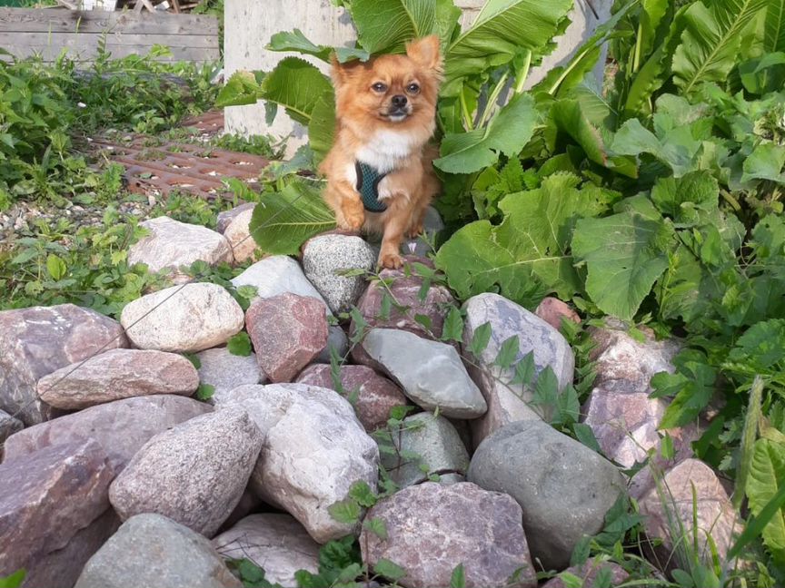 Вязка собак кабель