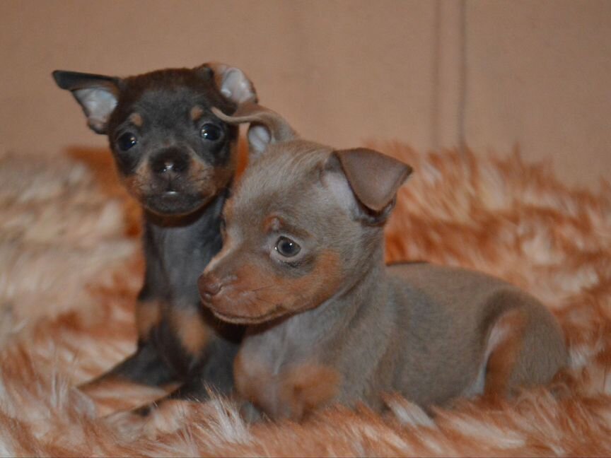 Сделано в России