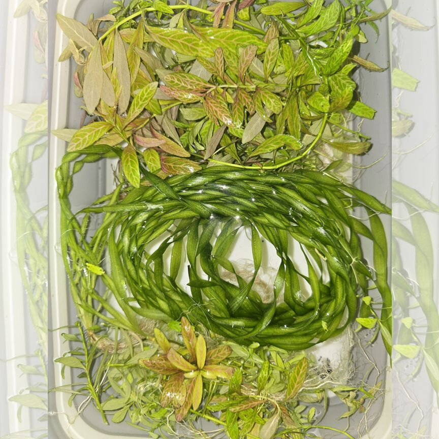 Аквариумное растение