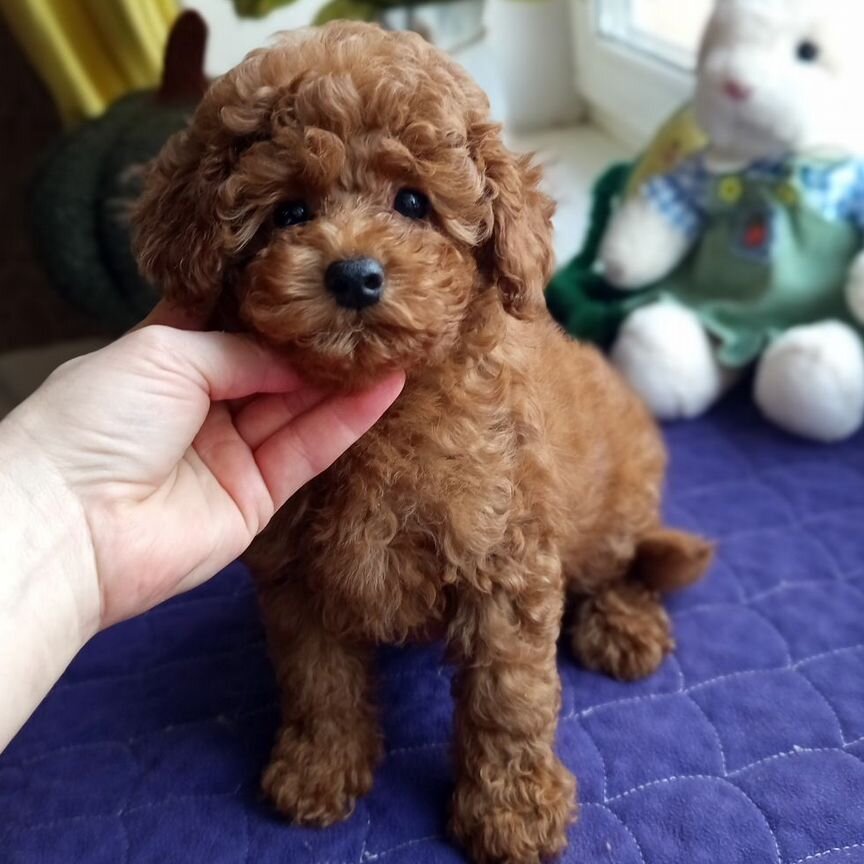 Той-пудель, щенок