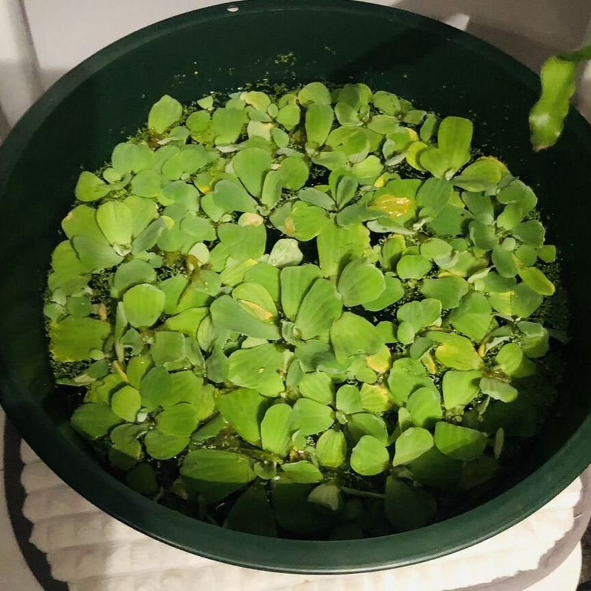 Аквариумные растения