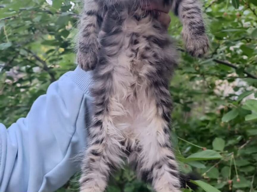Котята 1,5 месяца