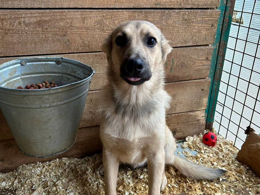 Коля в добрые руки