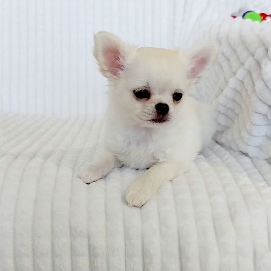 Очень сладкий мальчик