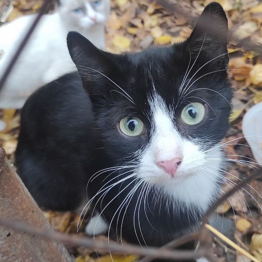 Котёнок Маркизный 3 мес. погибает на улице