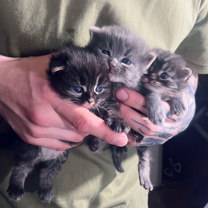 Шотландский вислоухий короткошёрстный котёнок