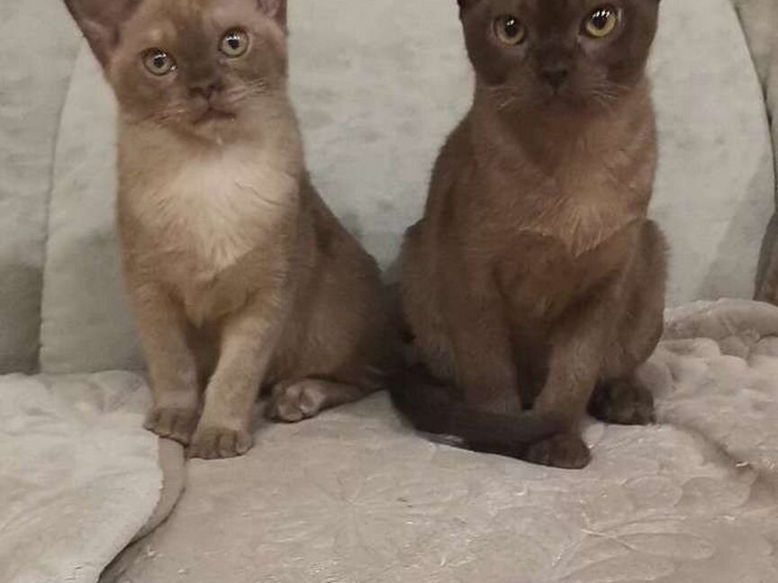 Бурманская красота