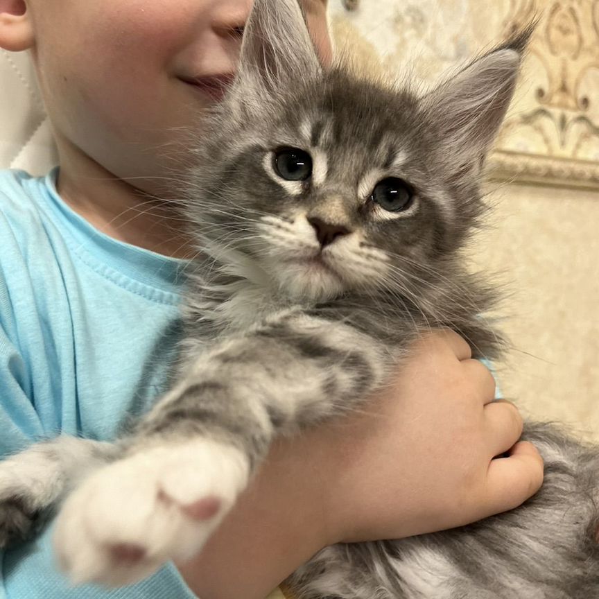 Мейн-кун котёнок