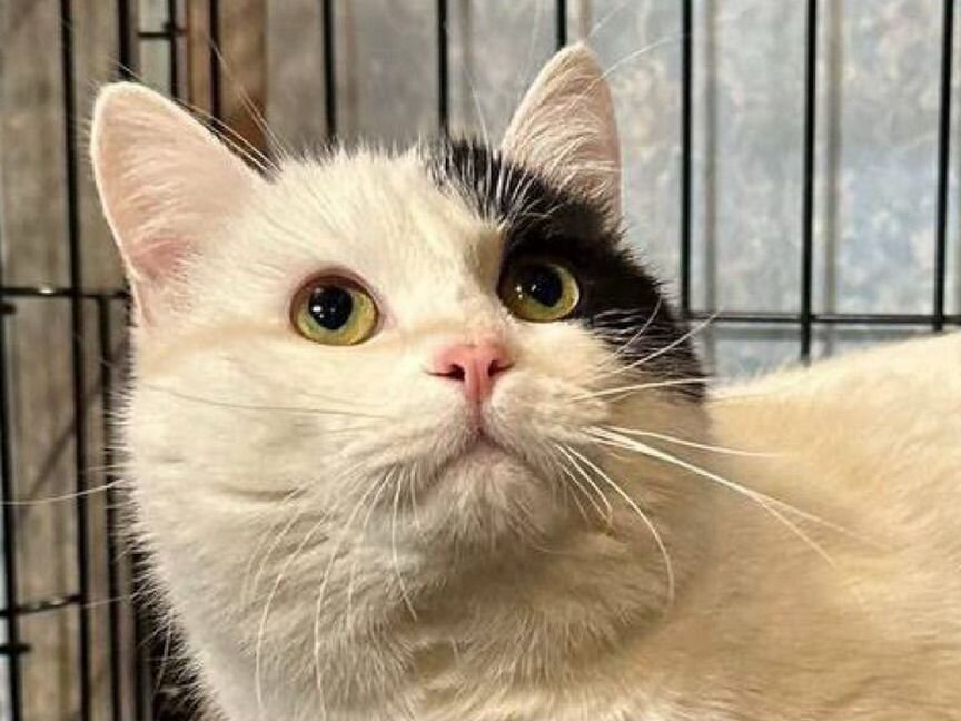 Котика выкинули