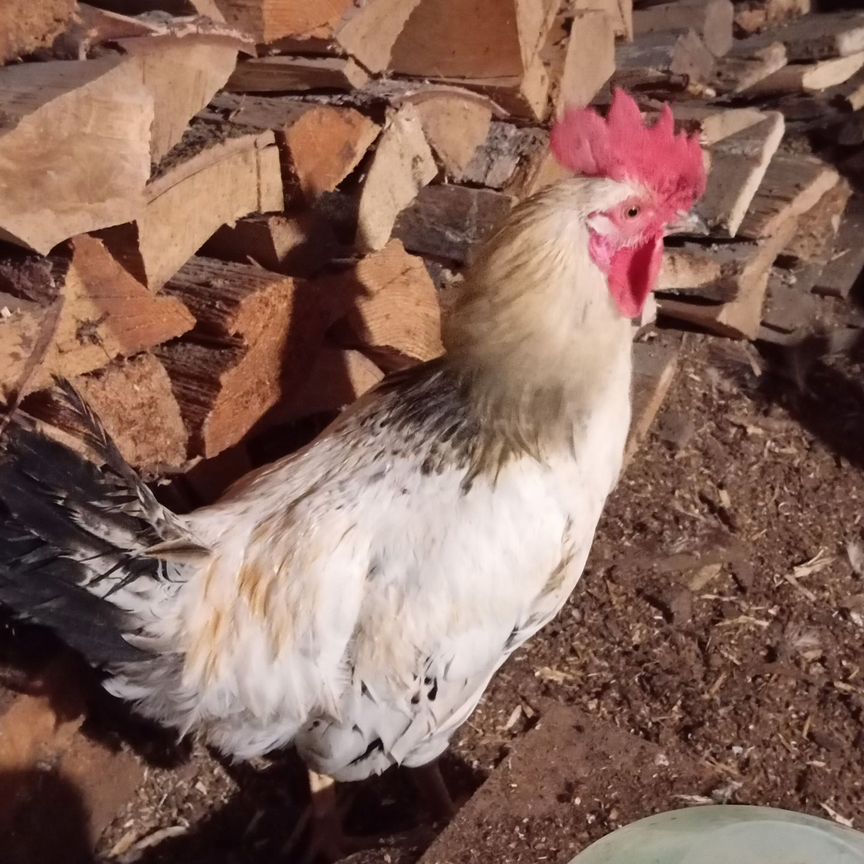 Молодые петухи