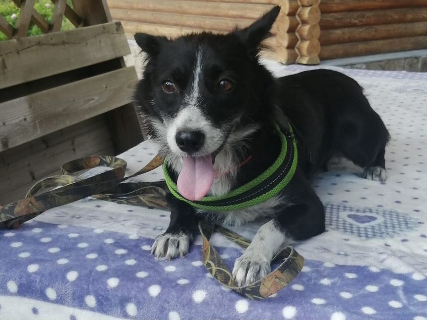 Малышка Эльза в добрые руки