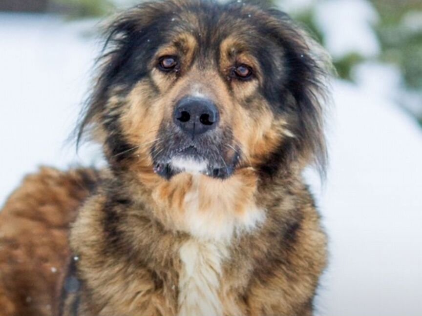 Одинокая Гретта